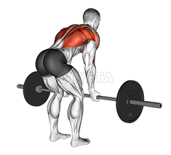 Barbell Reverse Grip Bent over Row - Video Guide | Lyfta