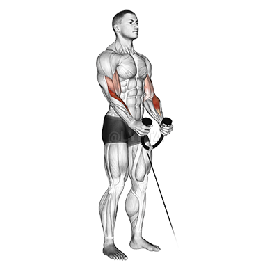 Hammer Curl - Video Guide | Lyfta