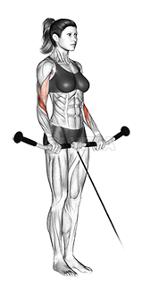 Cable Reverse Curl - Video Guide | Lyfta