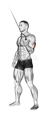 Cable Standing One Arm Triceps Extension - Video Guide | Lyfta