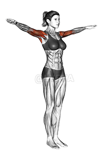 Circles Arm - Video Guide | Lyfta