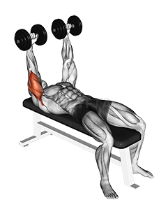 Dumbbell Lying Extension - Video Guide | Lyfta