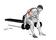 Mosca trasera con mancuernas - Guía en Video | Lyfta