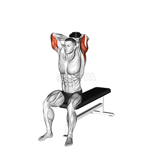 Seated Bench Extension - Video Guide | Lyfta