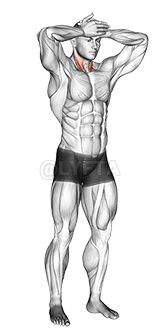 Front and Back Neck Stretch - Video Guide | Lyfta