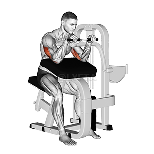 Lever Triceps Extension - Video Guide | Lyfta