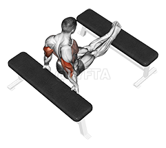 Triceps Dip - Video Guide | Lyfta