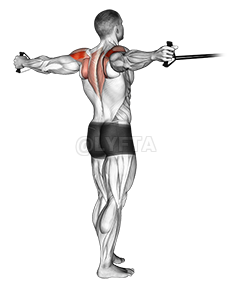 Band reverse fly - Video Guide | Lyfta