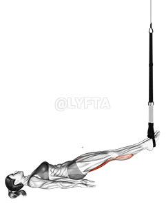 Suspension Ben Curl - Video Guide | Lyfta