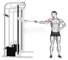 one arm inner biceps curl - Video Guide | Lyfta