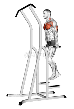 Chest Dip - Video Guide | Lyfta