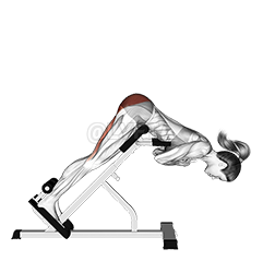 45 degree hyperextension - Video Guide | Lyfta