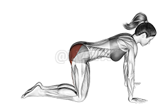 Bent Leg Kickback - Video Guide | Lyfta