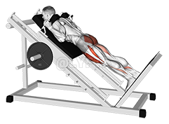 Sentadilla Hack Inversa En Trineo - Guía en Video | Lyfta