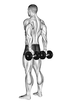 Dumbbell Behind Back Finger Curl - ვიდეო დირექტორია | Lyfta