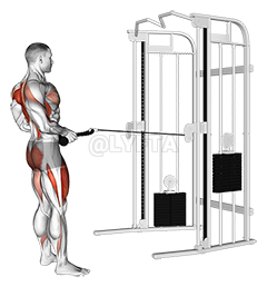 Cable Squat Row - Video Guide | Lyfta