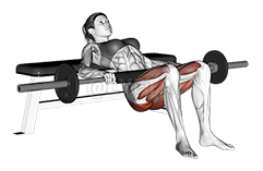 Barbell Hip Thrust - Video Guide | Lyfta