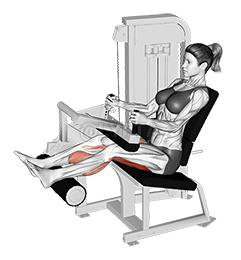 Lever Seated Leg Curl - Video Guide | Lyfta