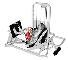 Lever Seated Leg Press - Video Guide | Lyfta