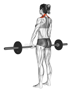 Barbell Shrug - Video Guide | Lyfta