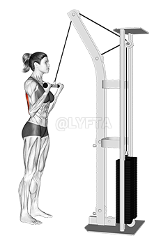 Cable Reverse grip Pushdown - Video Guide | Lyfta