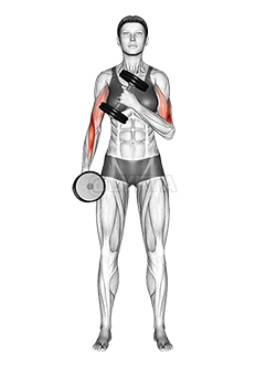 Dumbbell Cross Body Hammer Curl - Video Guide | Lyfta