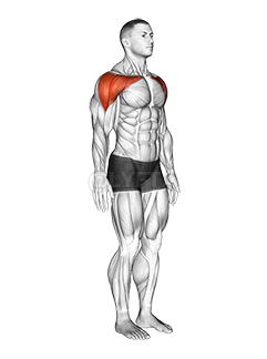 Ombro - Abdução - Articulações - Guia em Vídeo | Lyfta