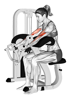 Lever Preacher Curl - Video Guide | Lyfta