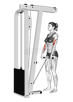 Cable Standing Reverse Grip Curl - Video Guide | Lyfta