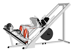 Prensa de piernas en posición ancha de 45 grados en trineo - Guía en ...