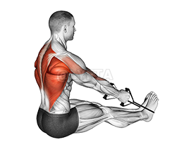 Band straight back seated row - Video Guide | Lyfta