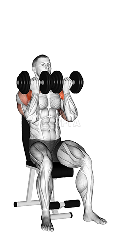 Press con agarre cerrado sentado con mancuernas - Guía en Video | Lyfta