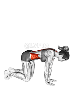 Kneeling Back Rotation Stretch - Video Guide | Lyfta